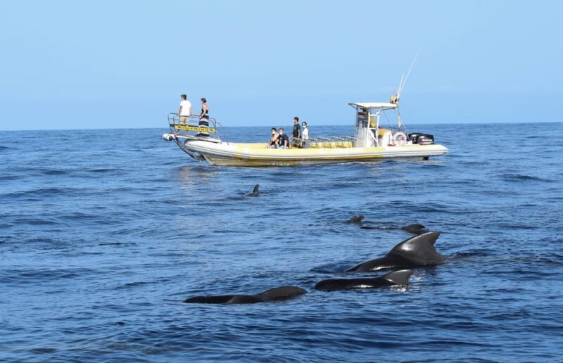 Los Gigantes: Dolphin and Whale Watching Cruise by Speedboat - A Deep Dive into the Experience