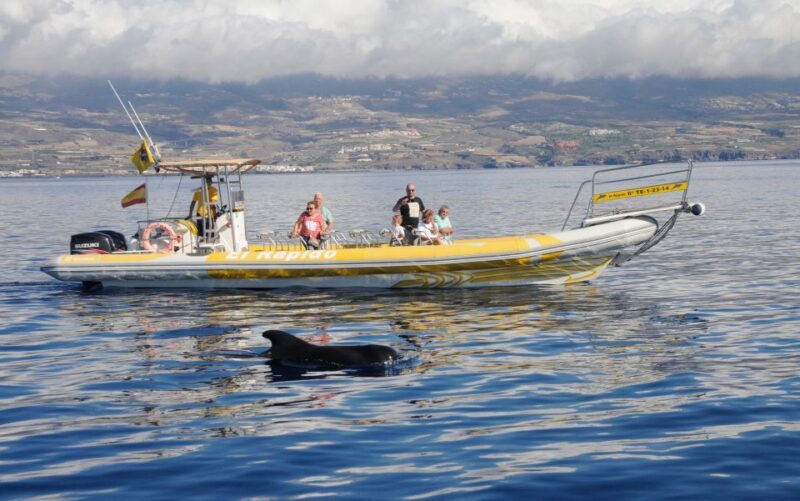 Los Gigantes: Dolphin and Whale Watching Cruise by Speedboat - Who Should Book This Tour?