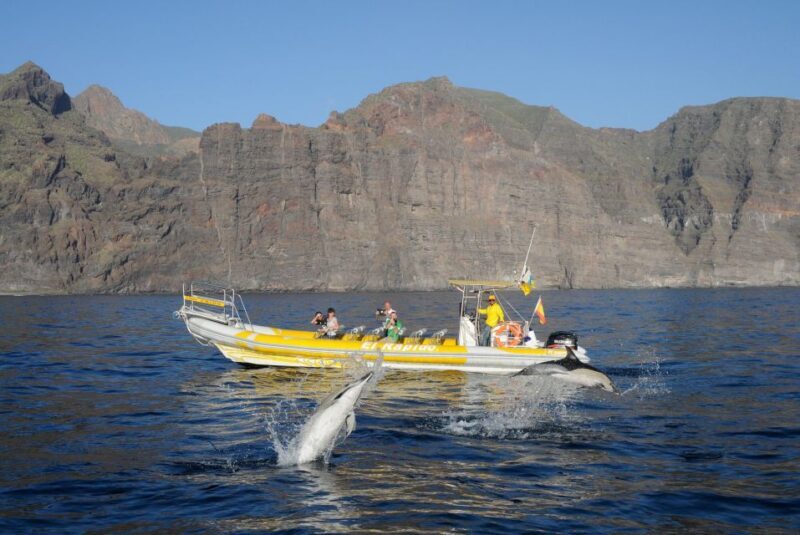 Los Gigantes: Dolphin and Whale Watching Cruise by Speedboat - FAQ