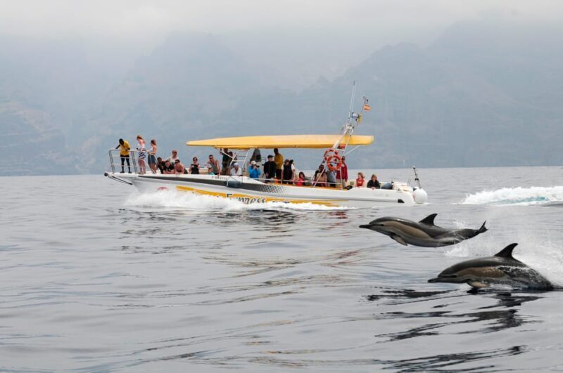 Los Gigantes: Dolphin & Whale Watching Cruise with Swim Stop - An Inside Look at the Experience