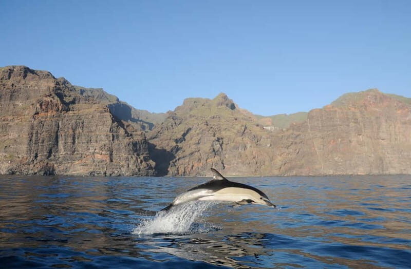 Los Gigantes: Dolphin & Whale Watching Tour on a Pirate Boat - The Real Deal: What to Expect from the Tour