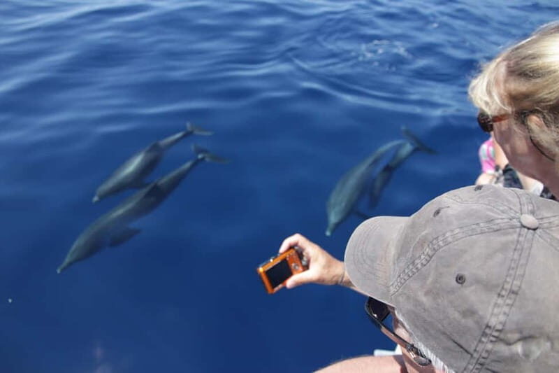 Los Gigantes: Whale or Dolphin Watching Tour and Swim in Masca - Key Points