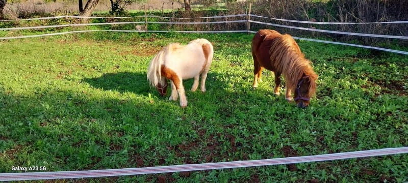 Loulé: Guided Horse Riding in the Hills of salir - What’s Included and What to Expect