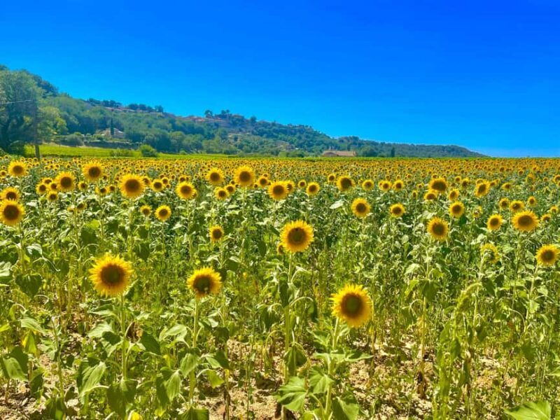Luberon, Roussillon & Gordes Half-Day Tour from Avignon - Frequently Asked Questions