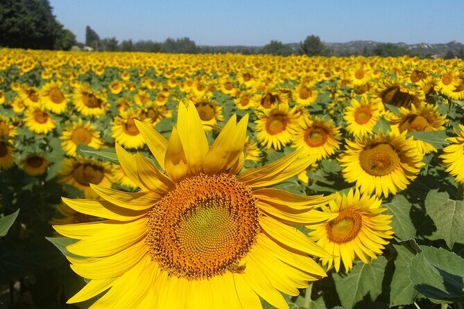 Luberon, Roussillon & Gordes Half-Day Tour from Avignon - Final Thoughts