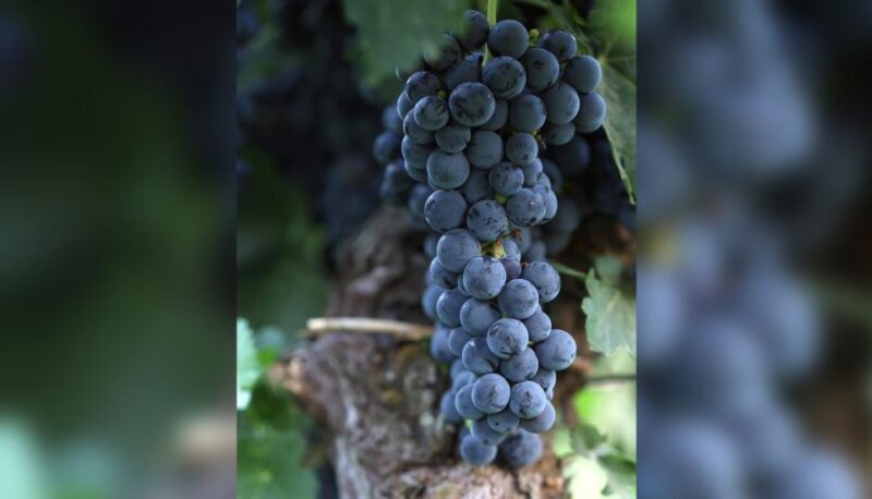 Lucca: Guided Winery Tour with Wine Tasting - An Authentic Taste of Tuscany in Lucca