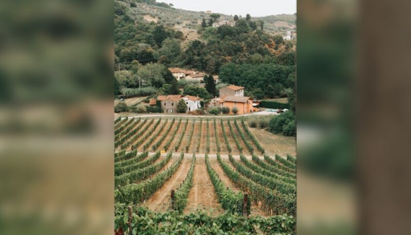 Lucca: Guided Winery Tour with Wine Tasting - Who Will Love This Experience?
