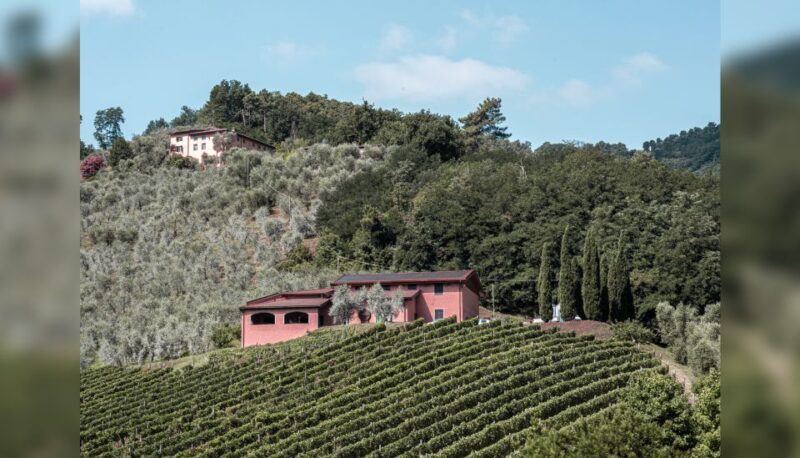 Lucca: Guided Winery Tour with Wine Tasting - FAQ