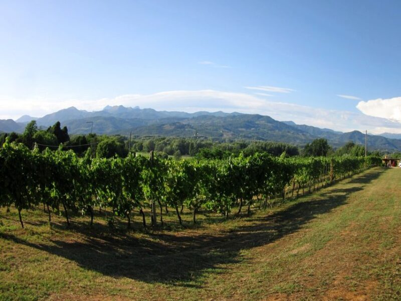 Lucca: Picnic Lunch at a Vineyard by Bike - FAQ