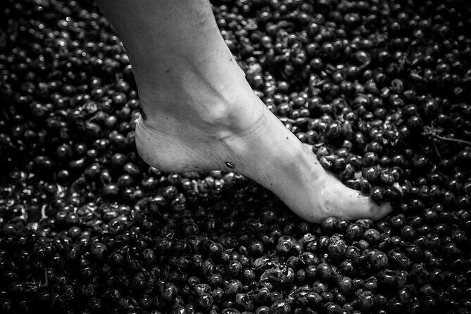 Lucca - Wine tasting at Tenuta Mareli - Who Would Love This Tour?