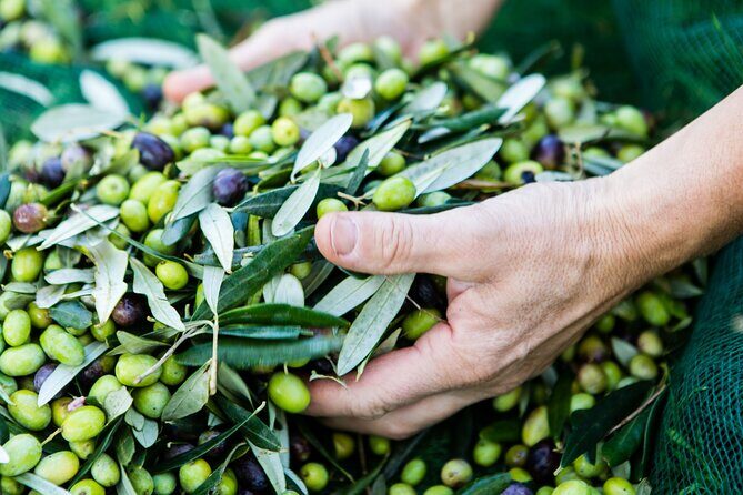 Lucca - Wine tasting at Tenuta Mareli - FAQ