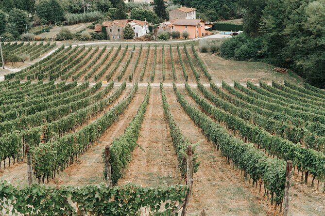 Lucca: Wine Tasting Experience - Tenuta Adamo Winery - Who Will Love This Experience?