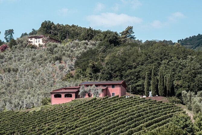 Lucca: Wine Tasting Experience - Tenuta Adamo Winery - Final Thoughts