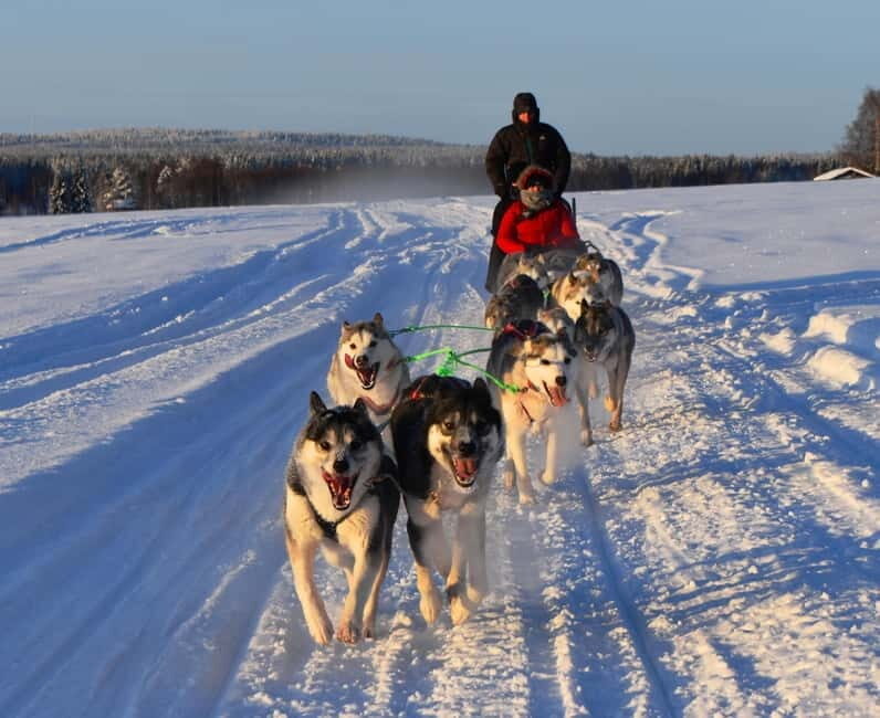 Luleå: Drive your own Husky team, 10km - Why This Experience Might Be Perfect for You