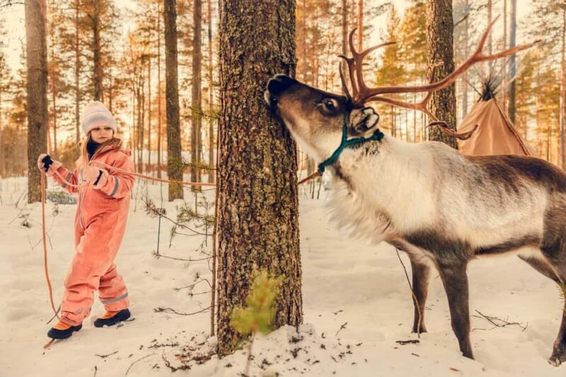Luleå: Encounter with Reindeer Experience - The Sum Up