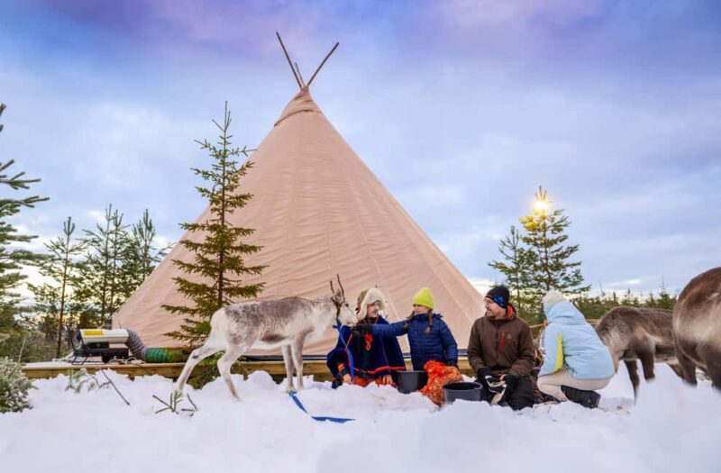 Luleå: Meet and Feed the Reindeer  Short Experience - A Closer Look at the Experience