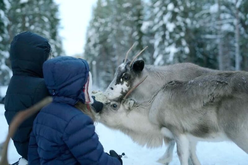Luleå: Meet and Feed the Reindeer  Short Experience - Why This Tour Is Worth Considering