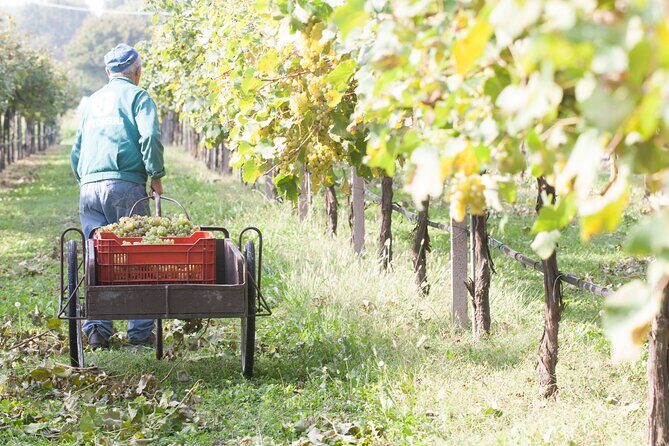Lunch and Tasting of Traditional Balsamic Vinegar of Modena - A Deep Dive into the Tour Experience