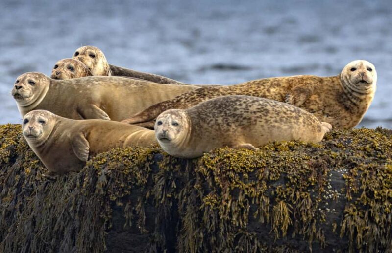 Lunenburg: Zodiac Wildlife Tour with Naturalist Guide - Key Points