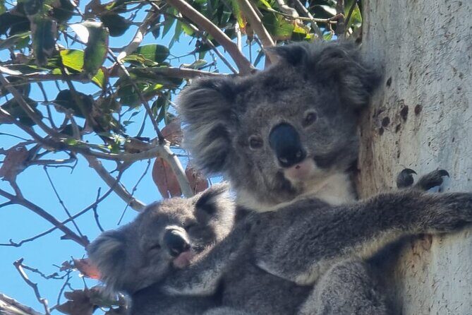 Lux Great Ocean Road Tour Reverse - Max 11 Hotel Pickup - Key Points