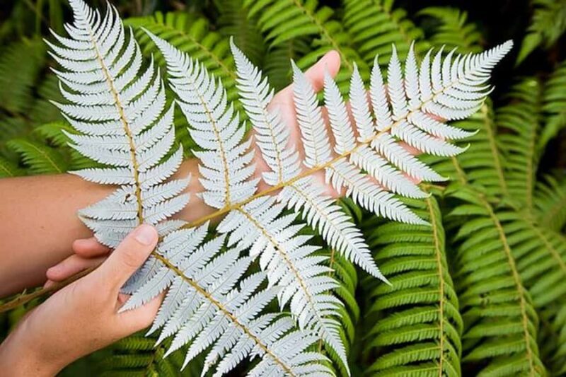 Luxury Auckland Maori Tour - The Cultural Significance and Personal Touches