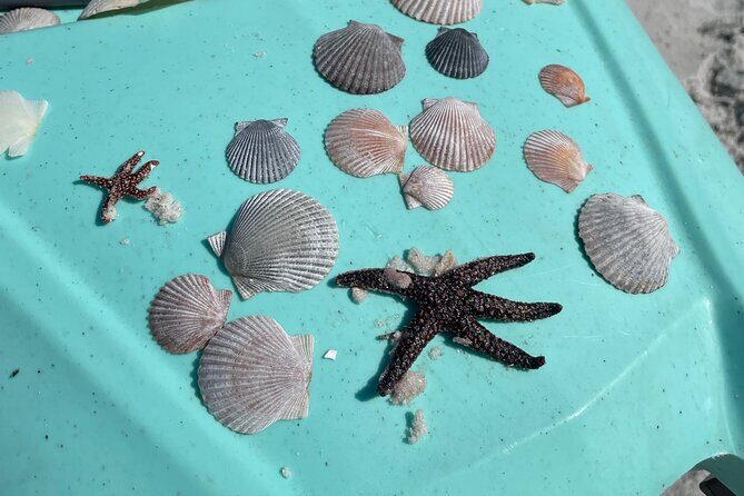 Luxury Kayak Tour To An Island Off Clearwater Beach! - (Tandem) - FAQs