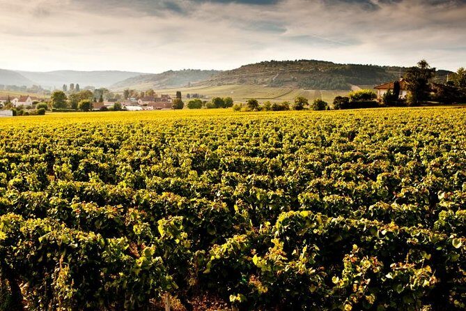 Luxury Luxury Wine Tour Experience - A Wealth of Authentic Burgundy Experiences