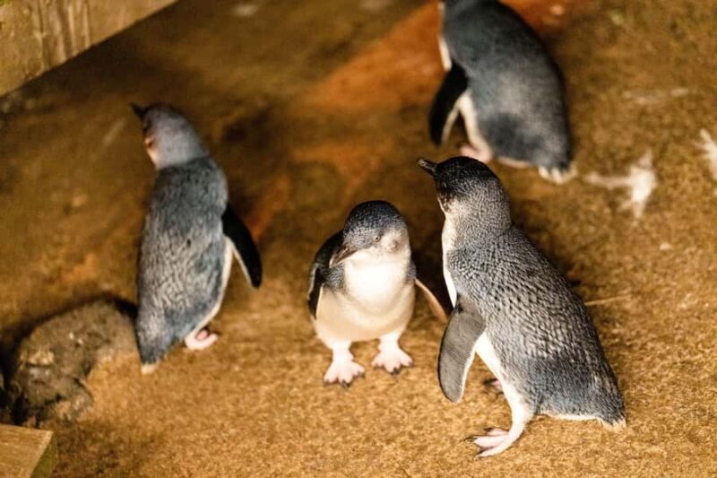 Luxury Phillip Island Tour for Families & Explorers 10 Max - Key Points