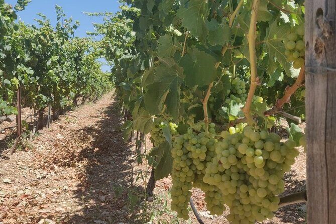 LUXURY PRIVATE Wine Tasting in CRETE (also for CRUISE SHIPS) - Final Thoughts