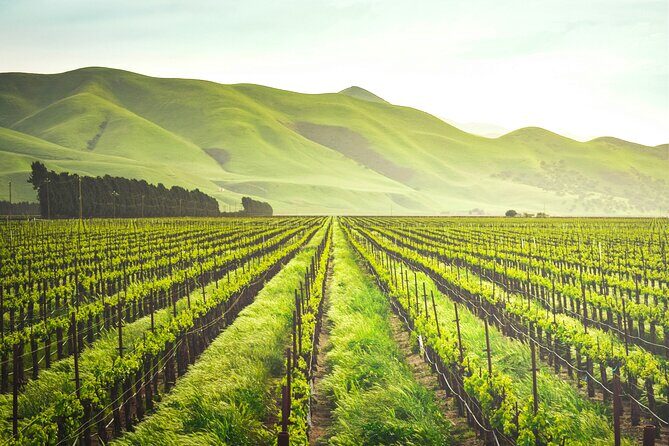 Luxury Wine Tour in Washington DC to Loudoun County Vineyards - Whats Included and Whats Not