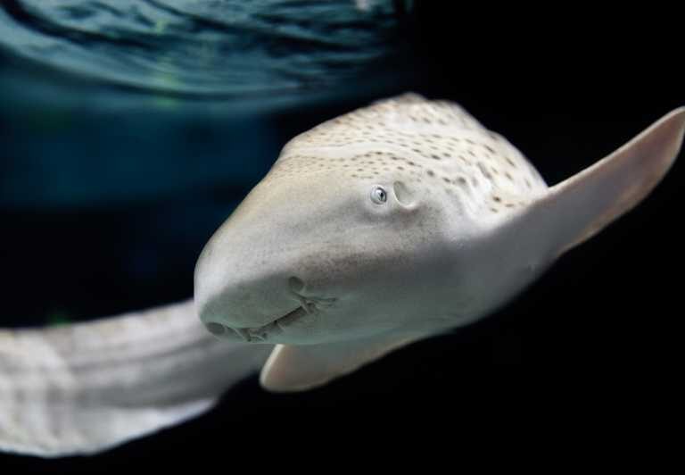 Lyon: Aquarium Entrance Ticket - An In-Depth Look at the Lyon Aquarium