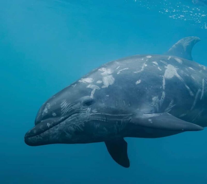 Lyttelton Port: Day Tour 3 options for Cruise Passengers - Exploring Christchurch & Akaroa: The Half-Day Combo