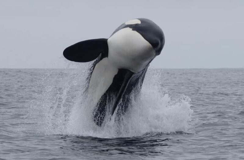 Lyttelton Port: Day Tour 3 options for Cruise Passengers - Kaikoura Whale Watching & Marine Encounters