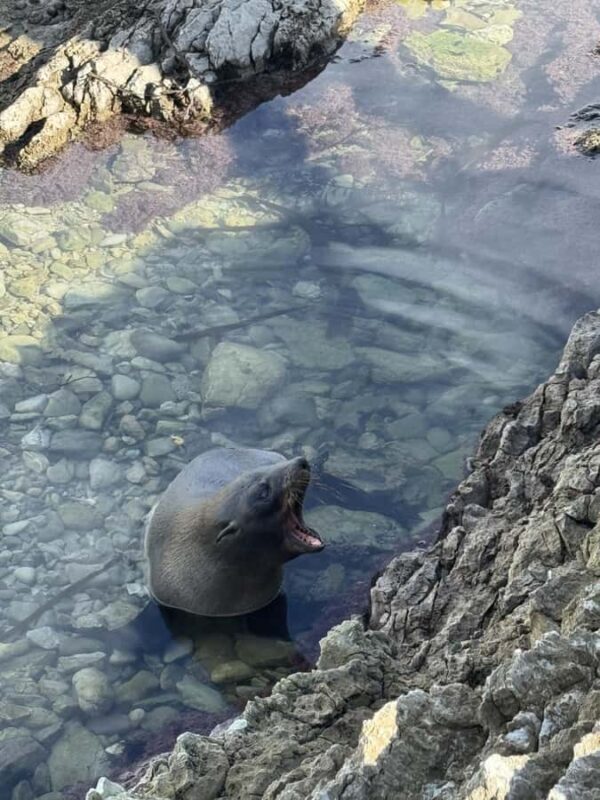 Lyttelton Port: Day Tour 3 options for Cruise Passengers - Final Thoughts