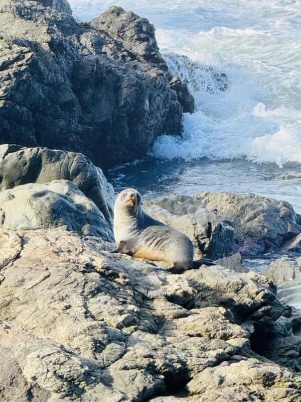 Lyttelton Port: Day Tour 3 options for Cruise Passengers - FAQs
