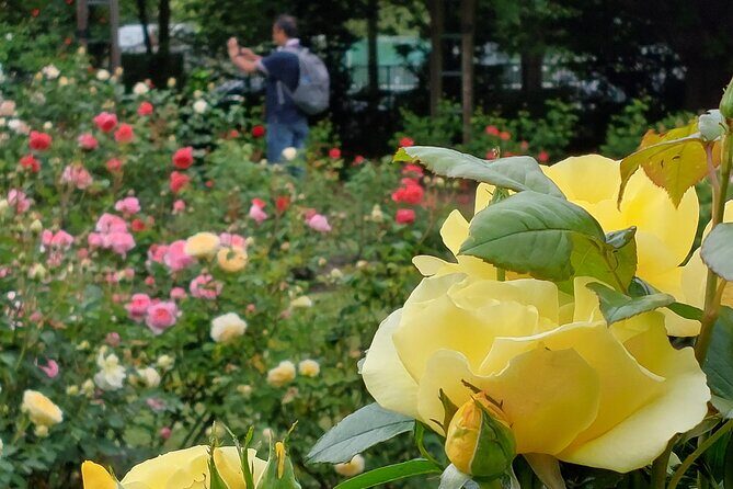 Lyttelton Shore Excursion: Christchurch City Sights - Key Points