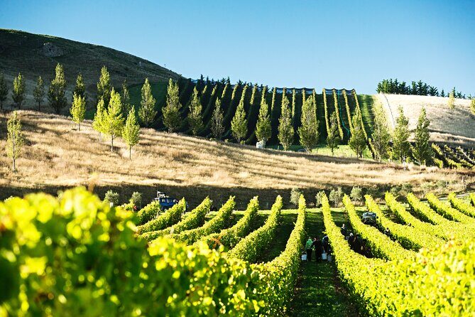 Lyttelton Shore Excursion: Waipara Valley Wine Tour with Lunch - Exploring the Waipara Valley with a Guided Wine Tour from Lyttelton