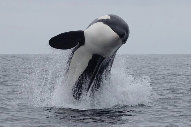 Lyttleton Port Excursion Day Tour 3 options for Cruise travelers - Key Points