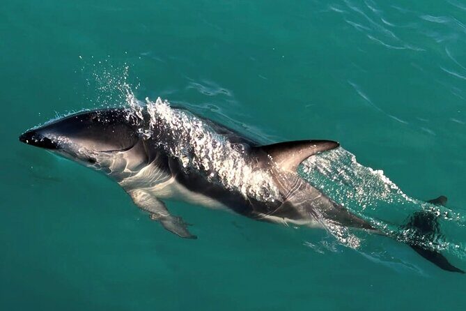 Lyttleton Port Excursion Day Tour 3 options for Cruise travelers - Why This Tour Shines