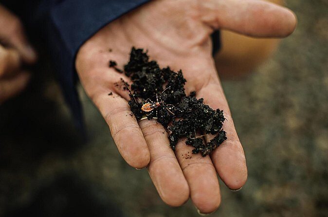 Macadamias Australia Orchard Tour in Bundaberg - Final Thoughts