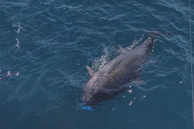Macaronesia Charter Fishing in Lanzarote (Canary Islands) - FAQ