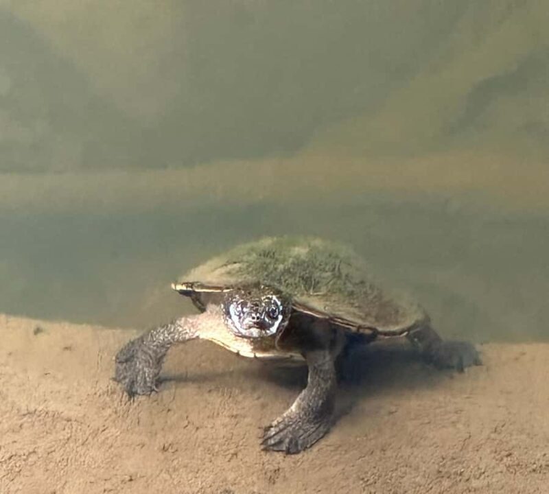 Mackay: 2-Day Adventure Package w/Accomm, Transfers & Tours - Who Will Love This Tour?