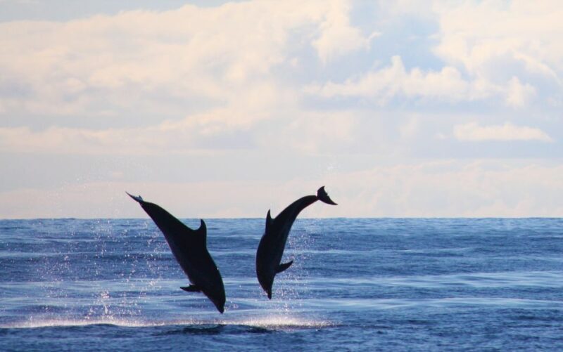 Madeira: 2.5-Hour Whale and Dolphin-Watching Cruise - The Sum Up
