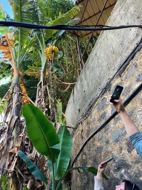 Madeira: Banana Plantation Guided Tour with Tasting - Madeira: Banana Plantation Guided Tour with Tasting — A Detailed Review