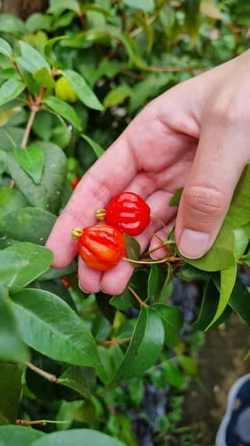 Madeira: Banana Plantation Guided Tour with Tasting - Key Points
