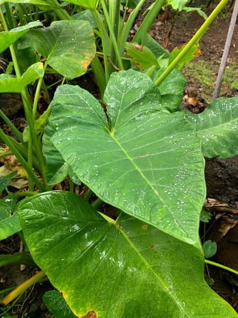 Madeira: Banana Plantation Guided Tour with Tasting - The Journey Through a Banana Paradise