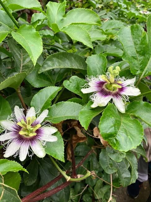 Madeira: Banana Plantation Guided Tour with Tasting - Learning the Art of Cultivation