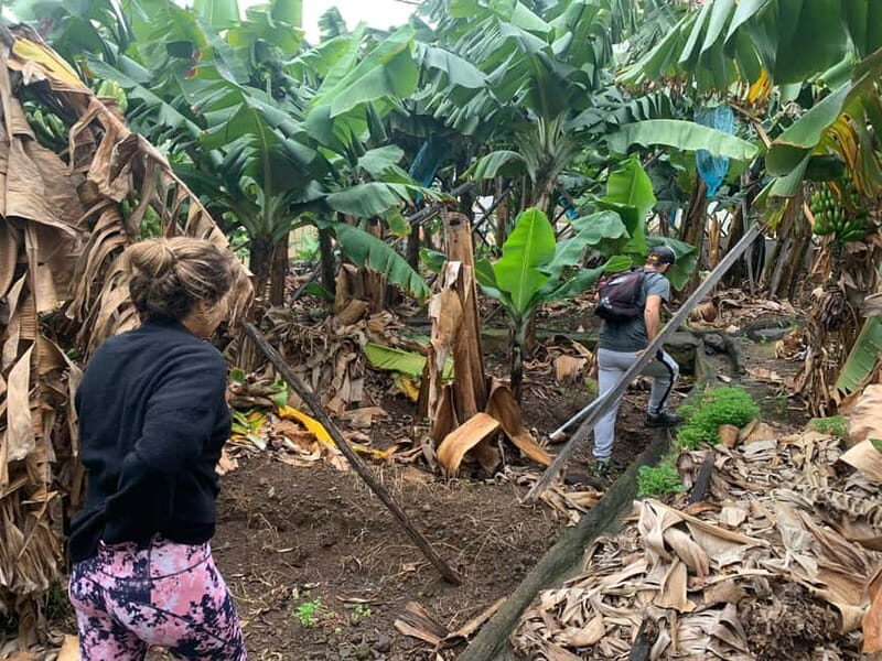 Madeira: Banana Plantation Guided Tour with Tasting - Duration and Pacing