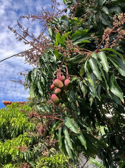 Madeira: Banana Plantation Guided Tour with Tasting - The Value and Overall Experience