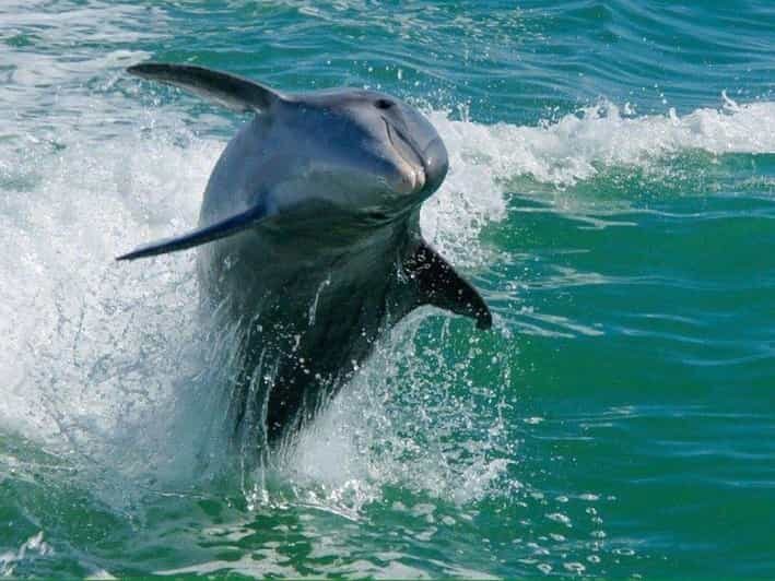 Madeira Beach: Egmont Key Snorkeling and Dolphin Cruise - Key Points